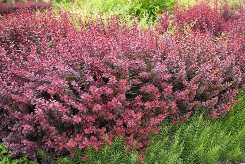 Ruby Carousel Barberry