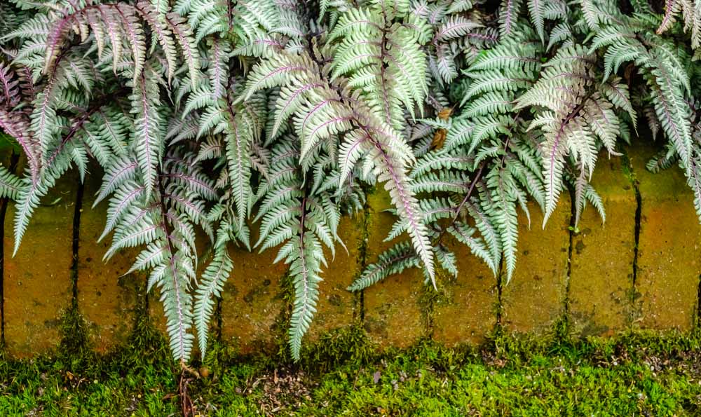 Athyrium: A Touch of Grace with Lady Ferns
