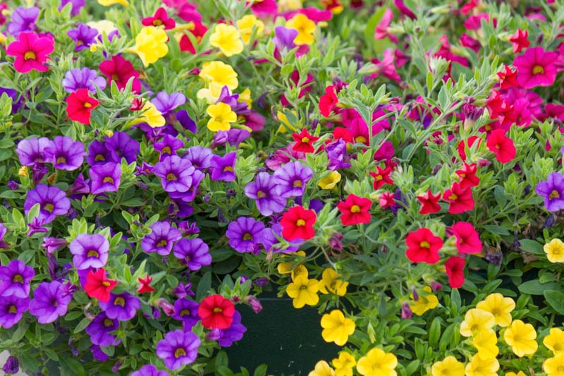 Calibrachoa: Cascading blooms of vibrant colors!