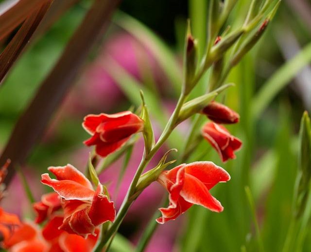 Gladiolus 'Atom' (Sword-Lily)