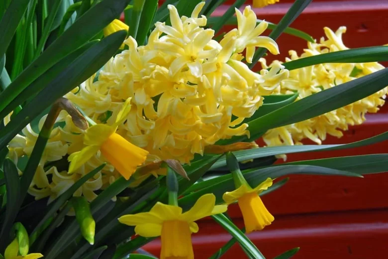 Hyacinthus orientalis 'City of Haarlem' (Dutch Hyacinth)