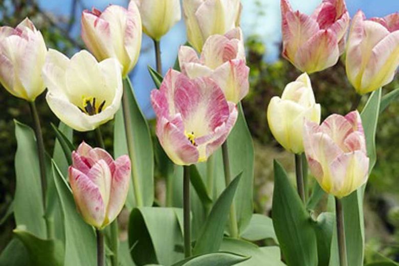 Tulipa 'Flaming Purissima' (Fosteriana Tulip)