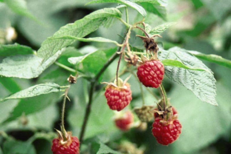 Rubus 'Killarney' (Summer Bearing Raspberry)