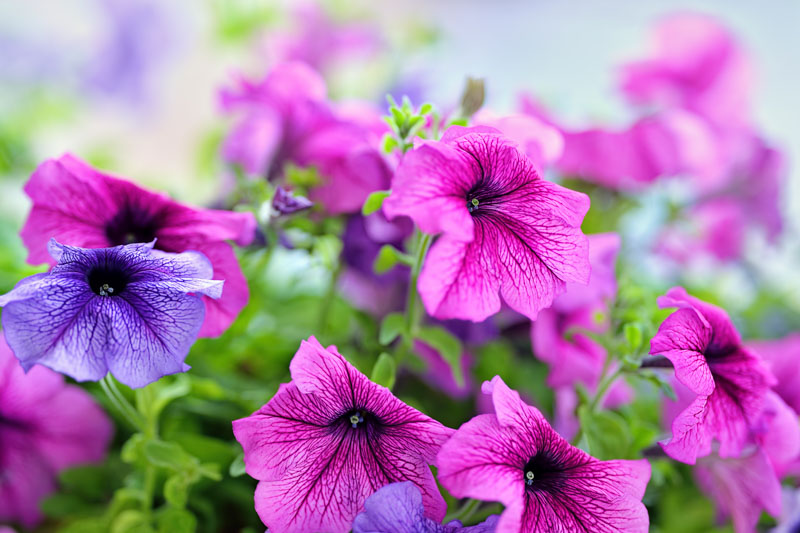 Petunia: Adding a Pop of Color to Your Garden!
