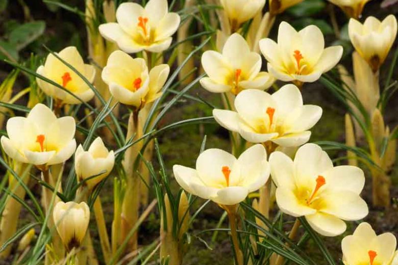 Crocus chrysanthus 'Cream Beauty' (Snow Crocus)