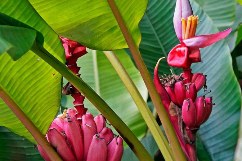 Musa velutina (Pink Banana)