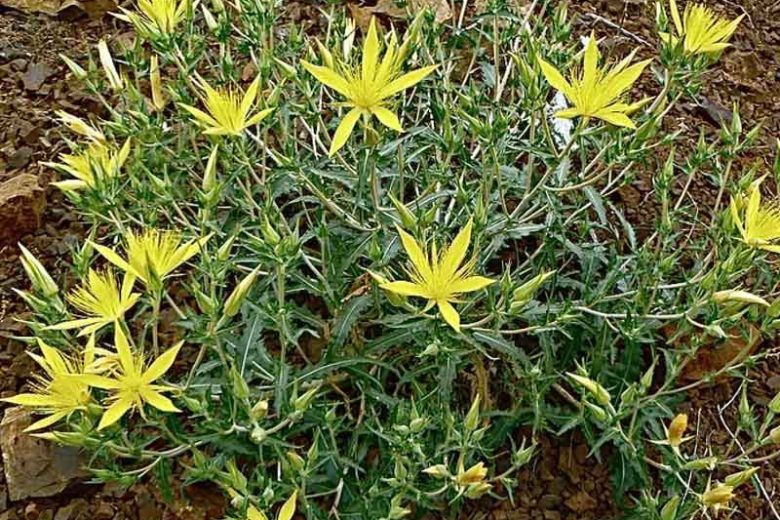 Mentzelia laevicaulis (Giant Blazing Star)