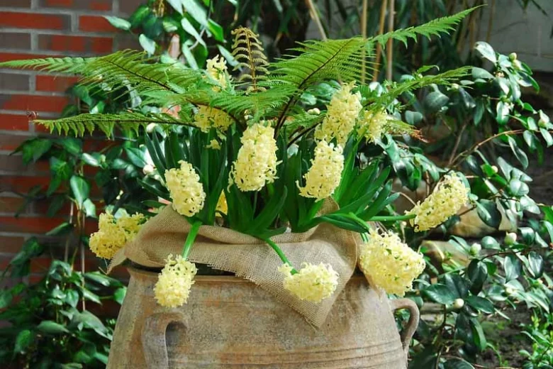 Hyacinthus orientalis 'City of Haarlem' (Dutch Hyacinth)