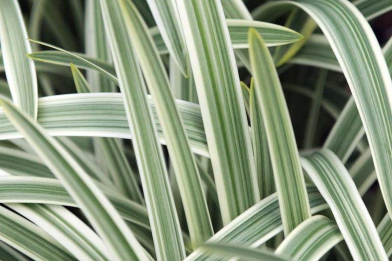 Agapanthus Silver Moon (African Lily)