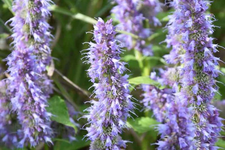 Agastache 'Blue Fortune' (Giant Hyssop)