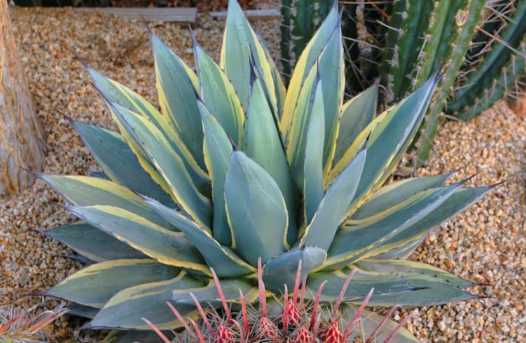 Agave 'Cream Spike'