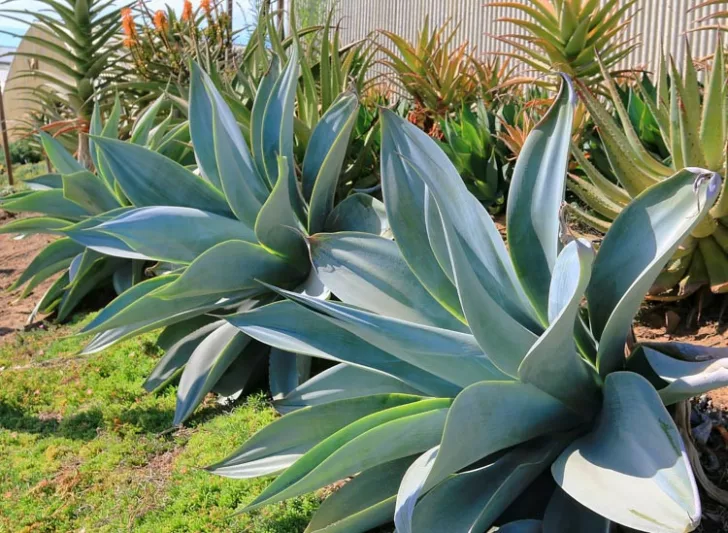 Agave attenuata 'Boutin Blue' (Fox Tail Agave)