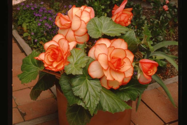 Begonia 'Picotee Sunburst'