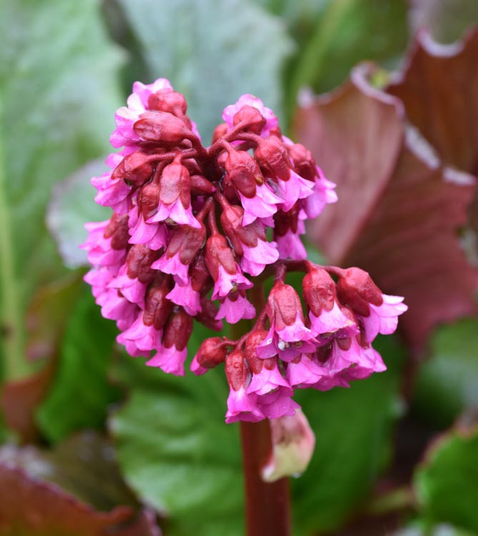 Bergenia Abendglocken