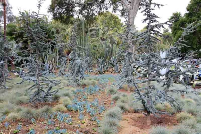 Cedrus atlantica (Glauca Group) 'Glauca' (Atlas Cedar)