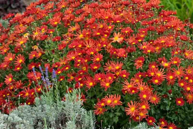 Chrysanthemum 'Overture'