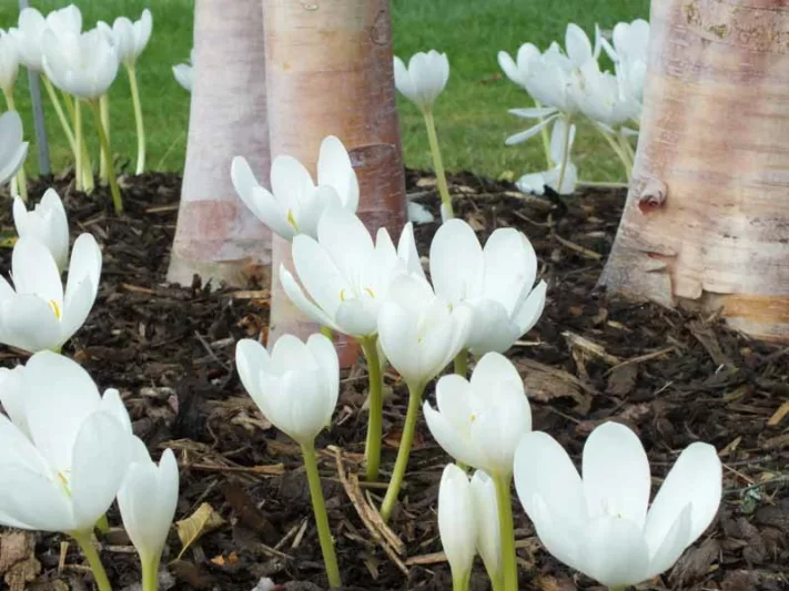 Colchicum speciosum 'Album' (Colchicum)