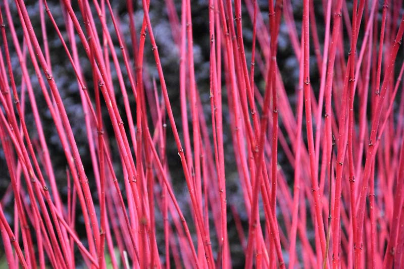 Shrubs and Trees with Colorful and Distinctive Twigs in Winter