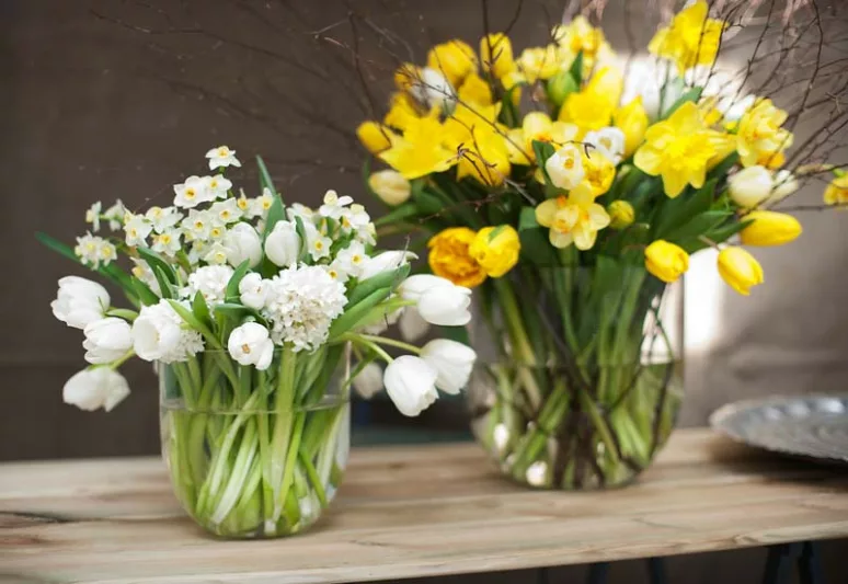 Tulipa 'Strong Gold' (Triumph Tulip)