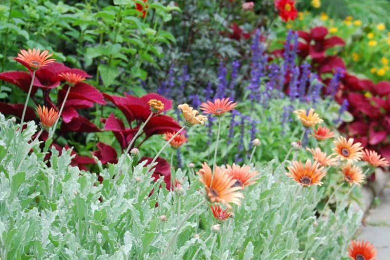 Salvia farinacea 'Victoria Blue' (Mealy Cup Sage)