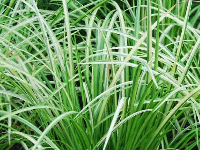 Acorus gramineus 'Ogon' (Golden Variegated Sweet Flag)
