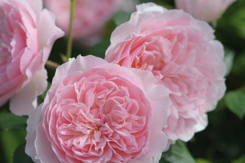 Rosa Wisley 2008 (English Rose)
