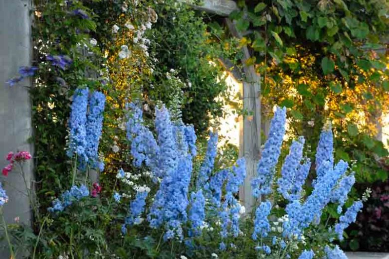 Delphinium 'Blue Lace' (Candle Larkspur)