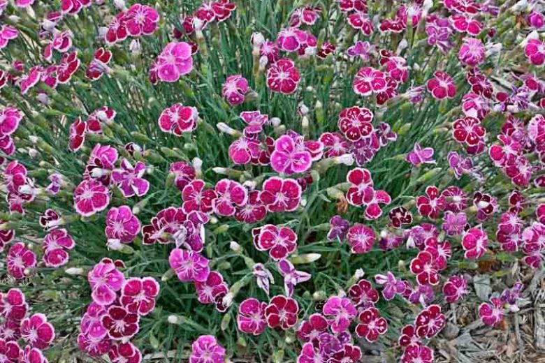 Dianthus 'Fire and Ice' (Pink)