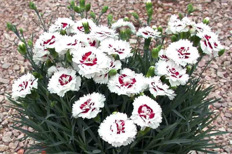 Dianthus 'Coconut Surprise' (Pink)