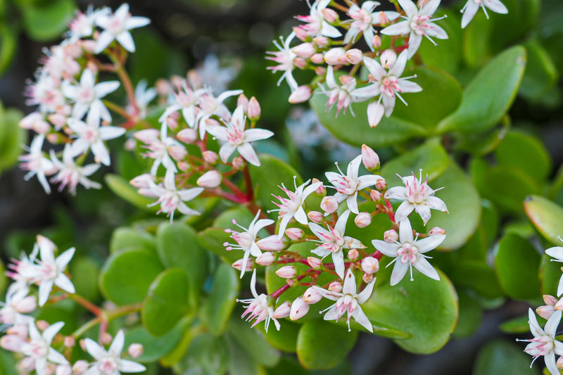 Crassula: The Delightful Succulent Perfect for Any Setting