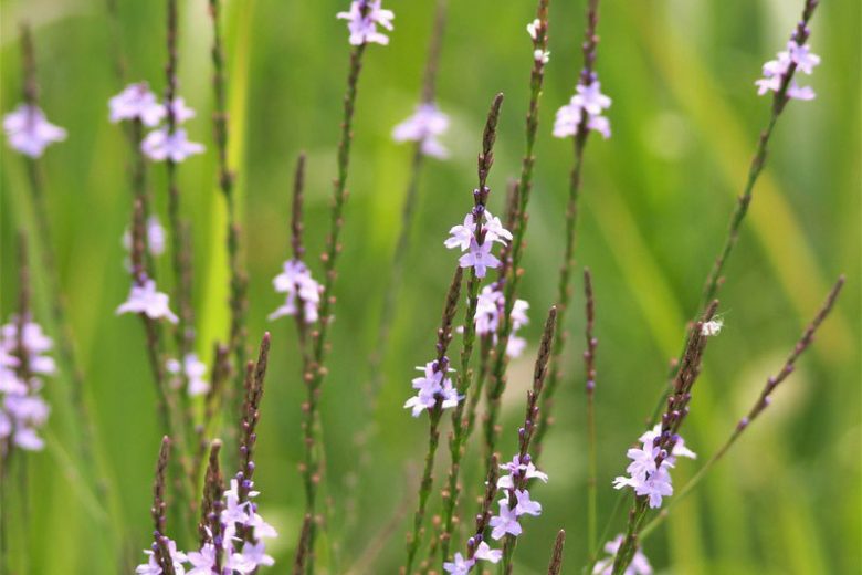 Verbena halei (Texas Vervain)