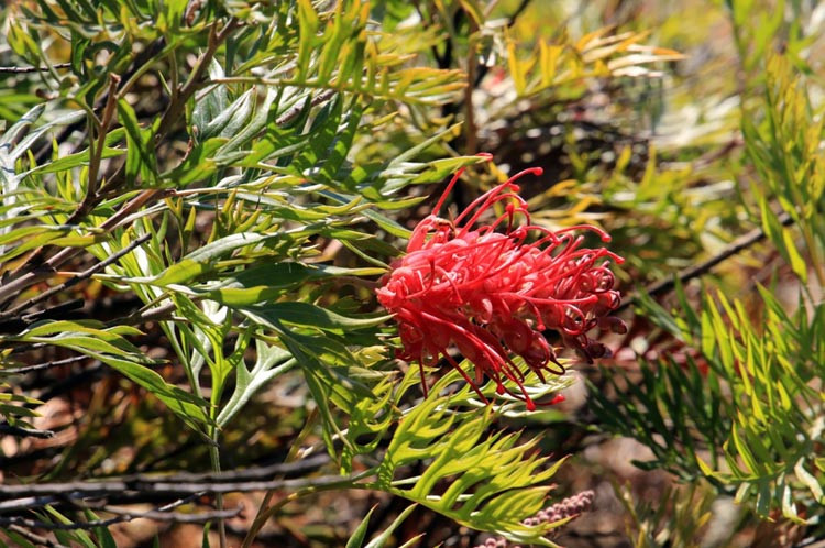 Grevillea 'Robyn Gordon'