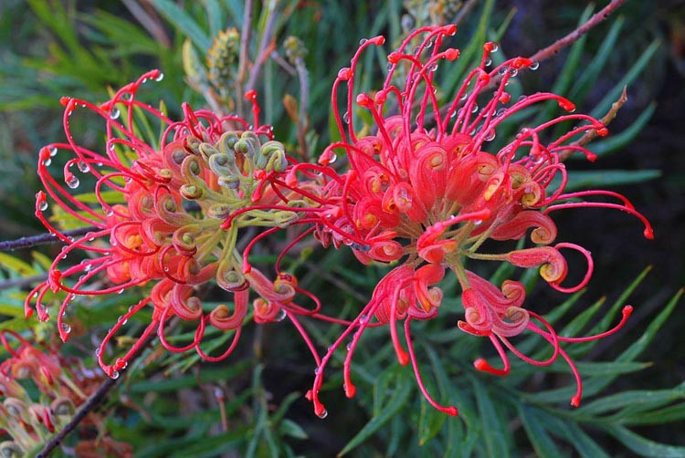 Grevillea 'Robyn Gordon'