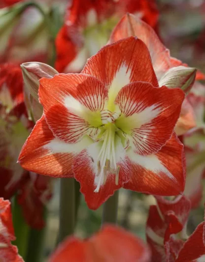 Amaryllis 'Minerva' (Hippeastrum)