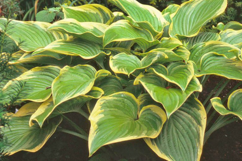 Hosta 'Victory' (Plantain Lily)