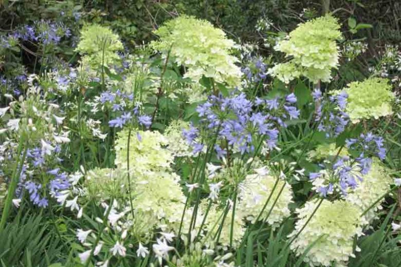 Hydrangea paniculata 'Greenspire'