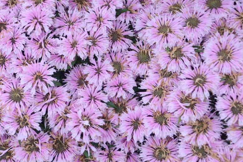 Monarda 'Leading Lady Lilac' (Bee Balm)