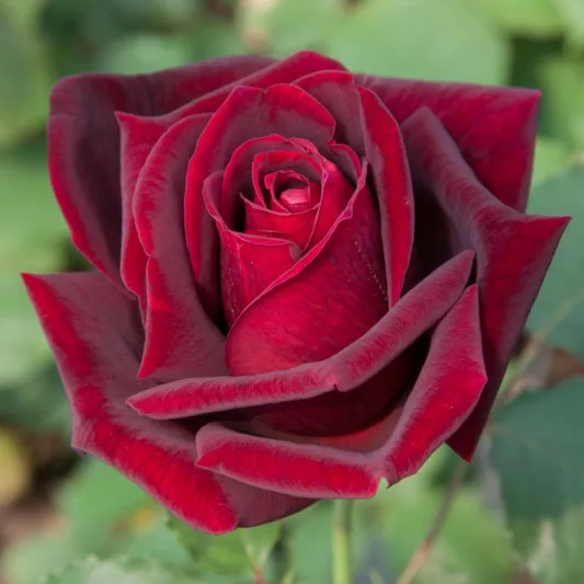 Rosa Papa Meilland® (Hybrid Tea Rose)