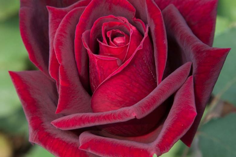 Rosa Papa Meilland® (Hybrid Tea Rose)