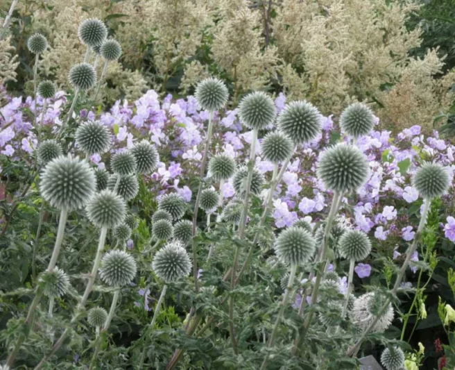 Echinops bannaticus 'Star Frost' (Globe Thistle)