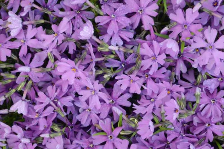 Phlox subulata 'Purple Beauty' (Creeping Phlox)