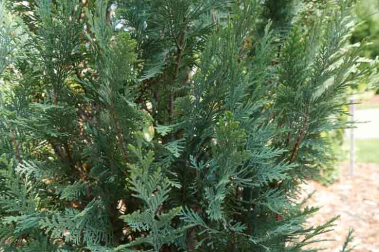 Chamaecyparis lawsoniana Pinpoint® Blue (Lawson Cypress)