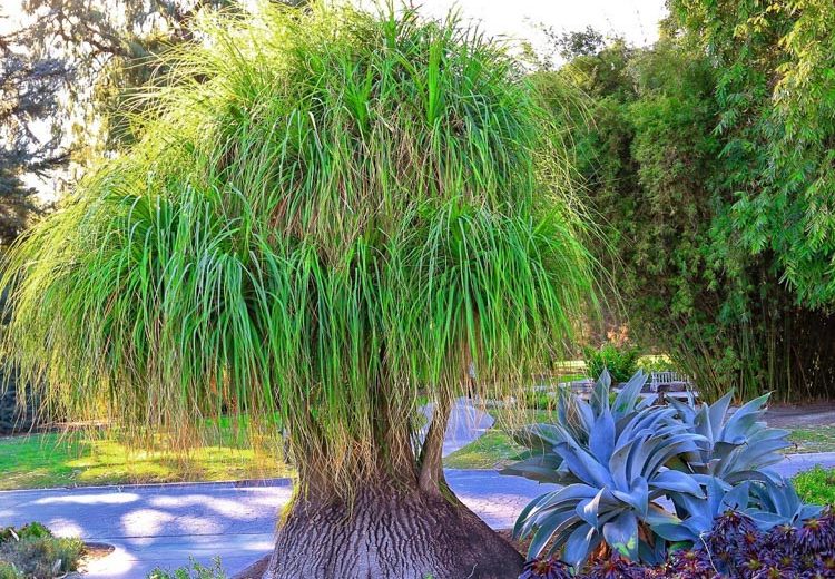 Beaucarnea recurvata (Pony Tail Palm)