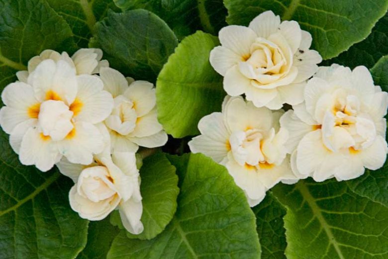 Primula 'Belarina Cream' (Primrose)