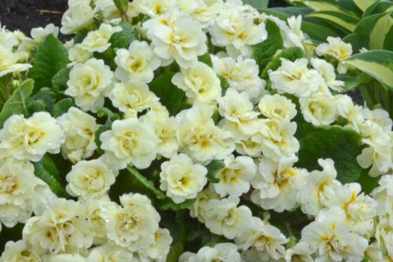 Primula 'Belarina Cream' (Primrose)