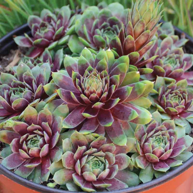 Sempervivum 'Ruby Heart' (Hens and Chicks)