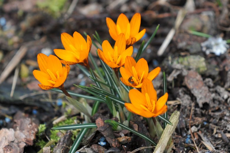 Crocus olivieri subsp. balansae 'Orange Monarch'