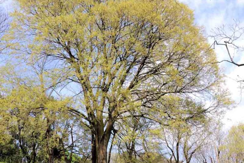 Celtis occidentalis (Common Hackberry)