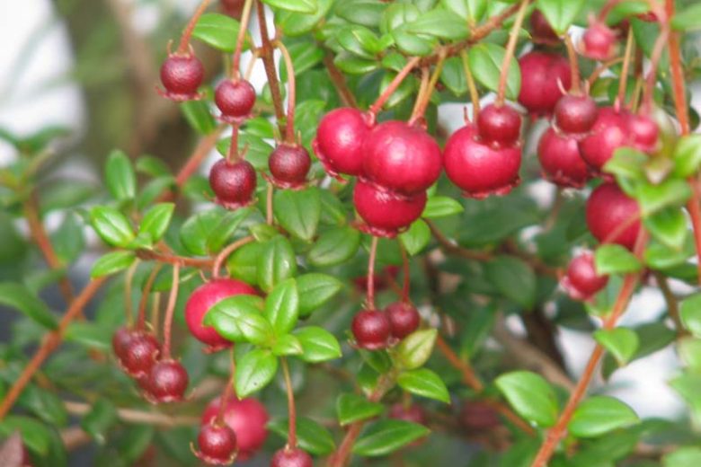 Ugni molinae (Chilean Guava)