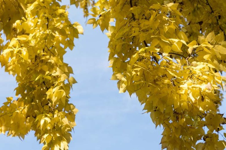 Celtis occidentalis (Common Hackberry)